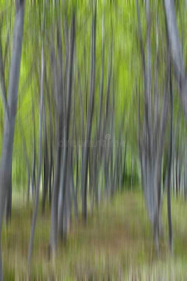 Artistic Image of Forest with Movement Stock Photo - Image of misty ...