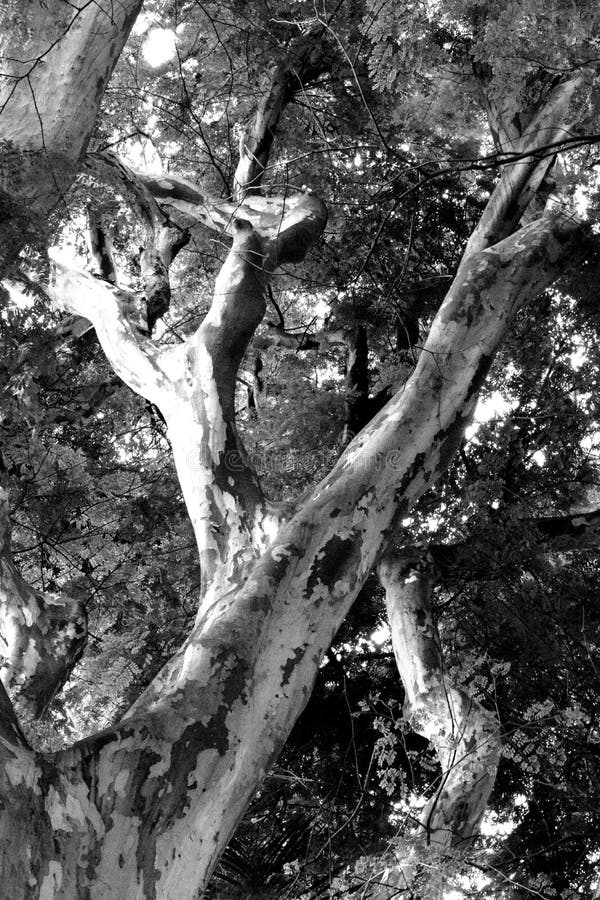 BLACK & WHITE IMAGE of STRONG TREE BRANCH Stock Photo - Image of beauty ...