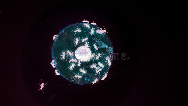 Artistic Image of Wheel with Ants on Black Background Stock Photo ...