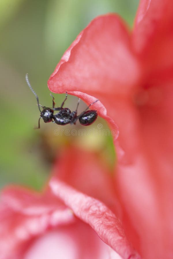 The Red Flower with Ant. Artistic Impression of Insect Stock Photo ...