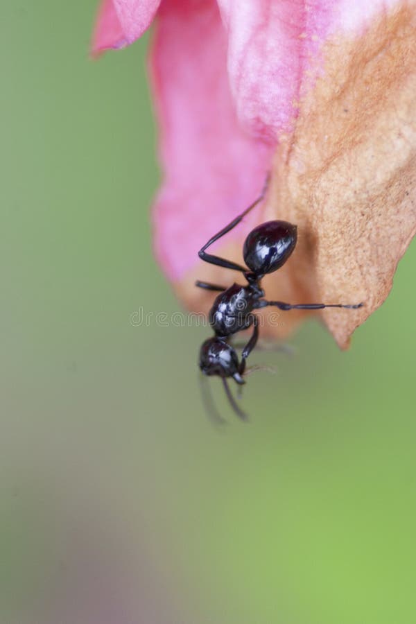 The Red Flower with Ant. Artistic Impression of Insect Stock Photo ...
