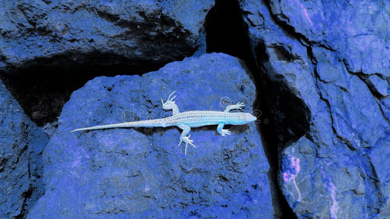 Artistic Light Blue Lizard on Dark Blue Boulders Stock Image - Image of ...