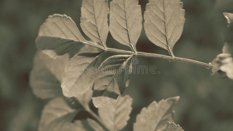 Artistic Lines on Leaf in the Garden Stock Photo - Image of detail ...