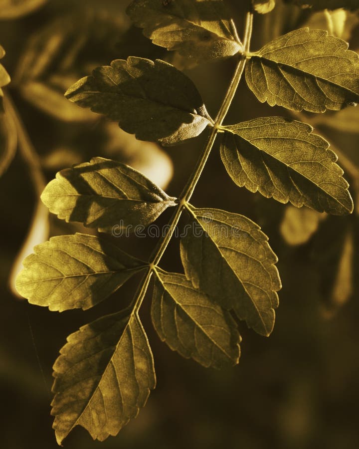 Artistic lines on leaf stock photo. Image of abstract - 203669890