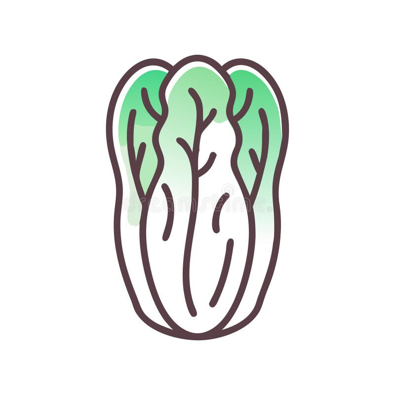 Artistic Napa Cabbage Culinary Design Stock Illustration - Illustration ...