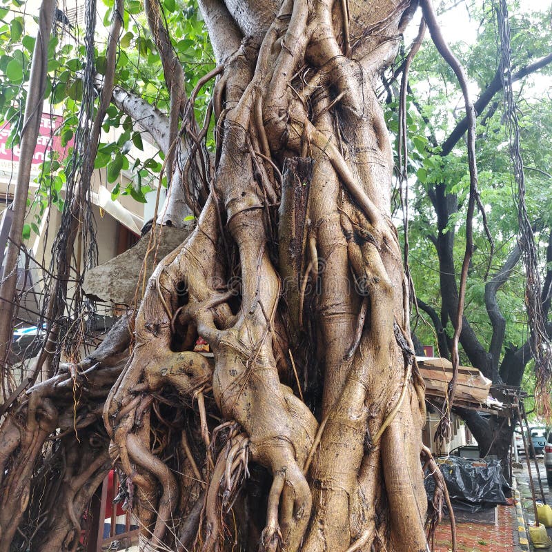 Artistic but Natural Roots of Huge Tree Stock Image - Image of natural ...