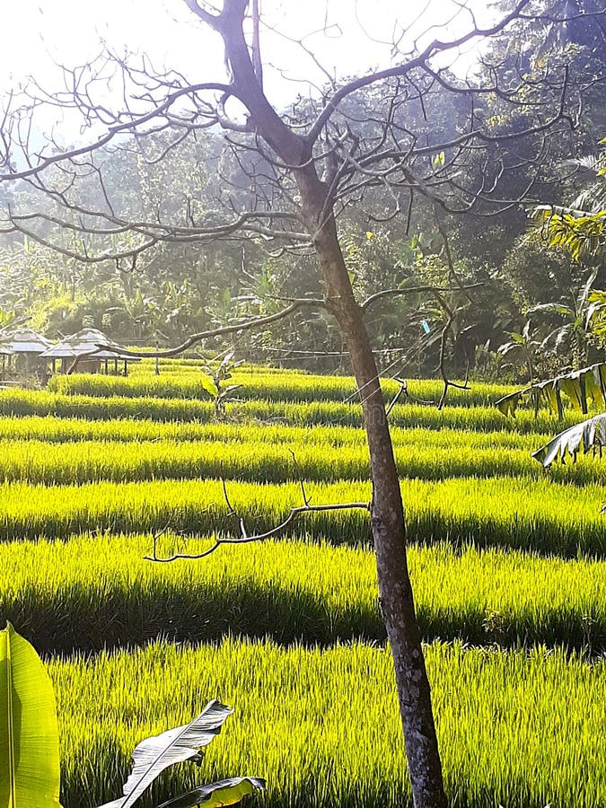 An Artistic Nature Image. Rice Field in the Village with a Dried Tree ...