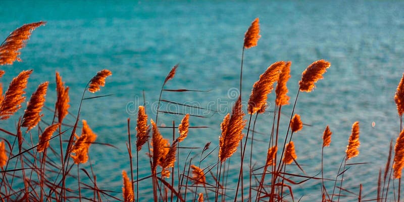 Artistic Photo of Grass in the Wind Stock Photo - Image of nature, fall ...