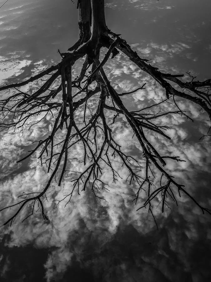 Artistic Photo of an Inverted Dry Tree, Its Branches Appear To Be Roots ...