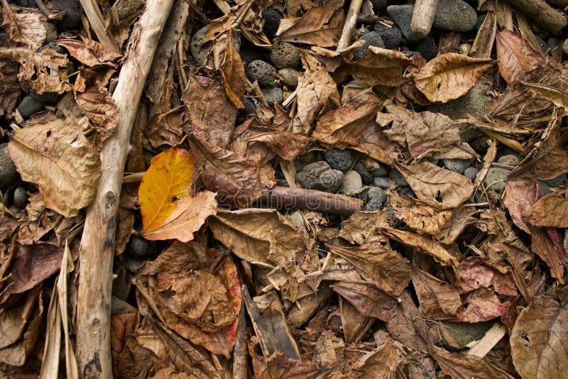 An Artistic Photo of Leaves, Rocks and Sticks on the Ground Stock Image ...