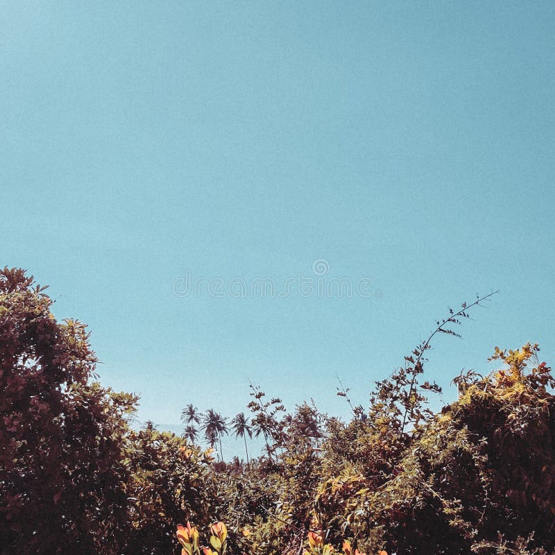 Photo of Trees on Beach Called Suruchi Trees in India Stock Photo ...