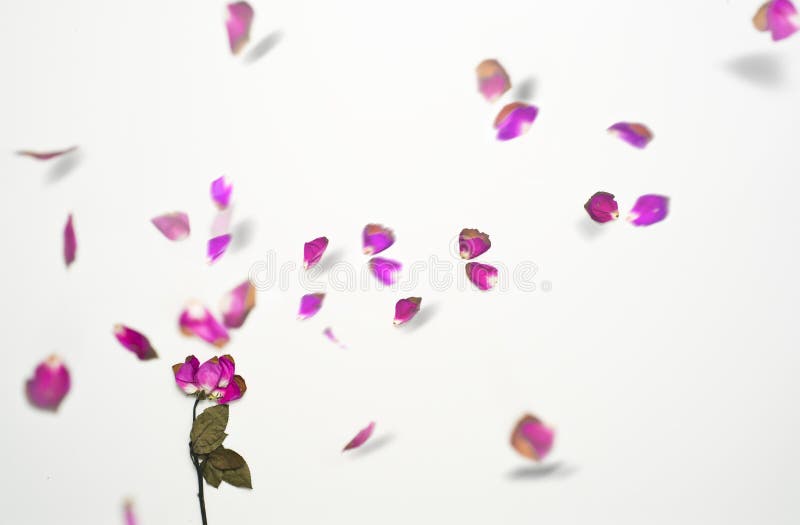 Artistic Picture of Exploding Dried Rose Stock Image - Image of ...