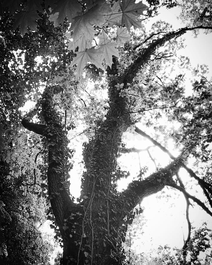 Horror Tree without Leaves on Cloudy Sky Background Stock Image - Image ...