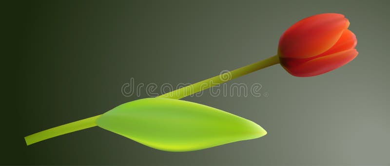 Artistic Red Tulip Flower with One Leaf Stock Vector - Illustration of ...