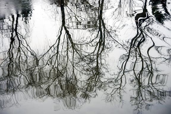 Melancholic Reflection of Trees on a Still Pond Stock Photo - Image of ...