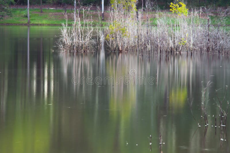 Death trees stock photo. Image of springs, national, mountains - 12701542