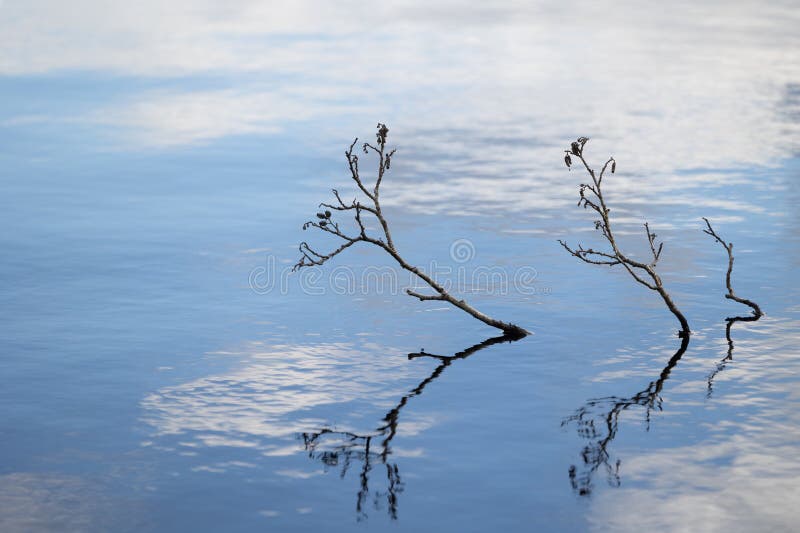 Artistic Reflections of Spring Forest in the Lake S Surface. Stock ...