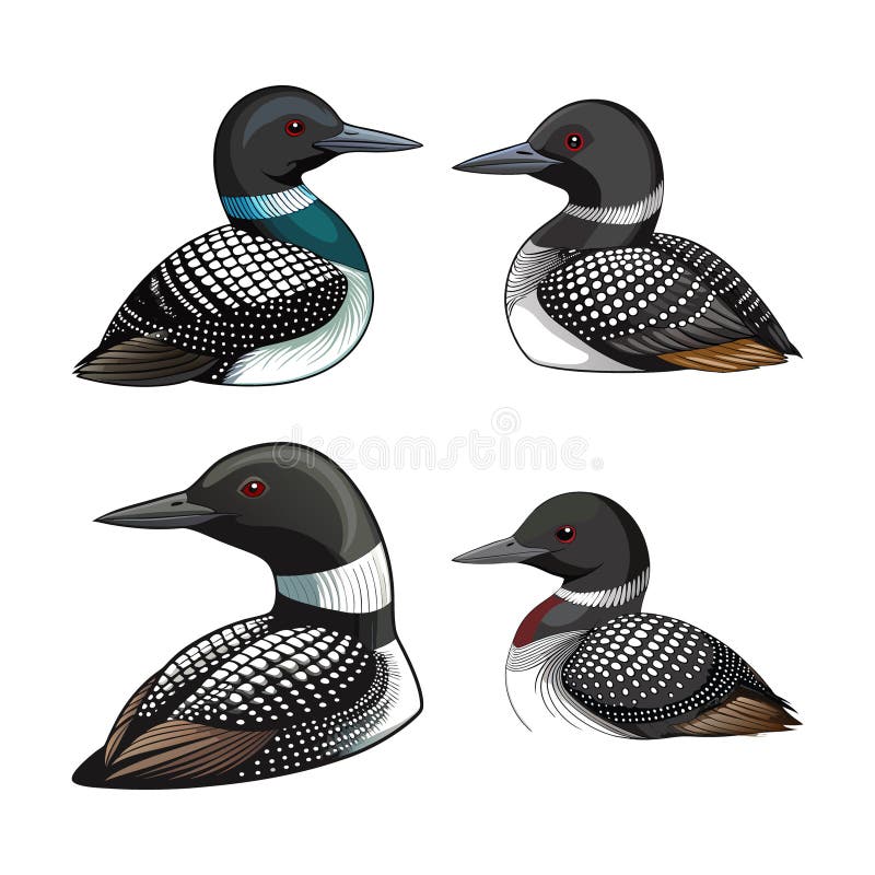 Realistic Common Loon Bird Illustration Stock Vector - Illustration of ...