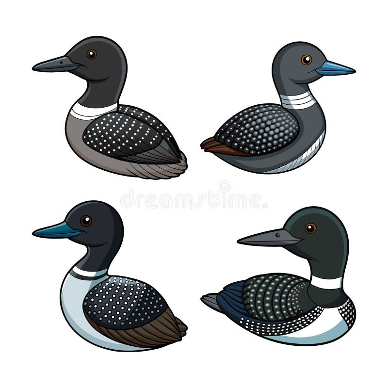 Realistic Common Loon Bird Illustration Stock Vector - Illustration of ...