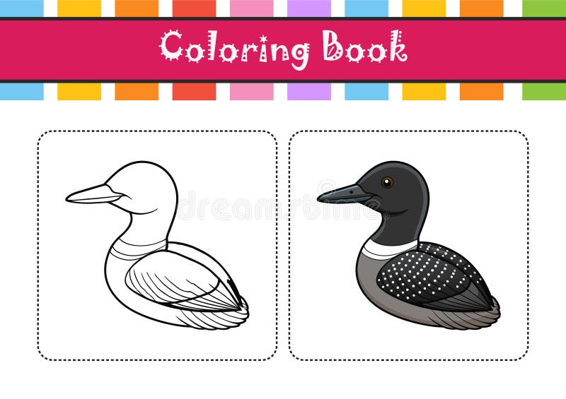 Realistic Common Loon Bird Illustration Stock Photo - Image of ...