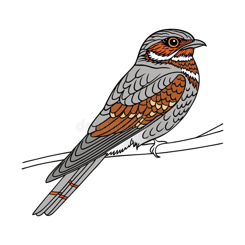 Realistic Common Poorwill Bird Illustration Stock Photo - Illustration ...