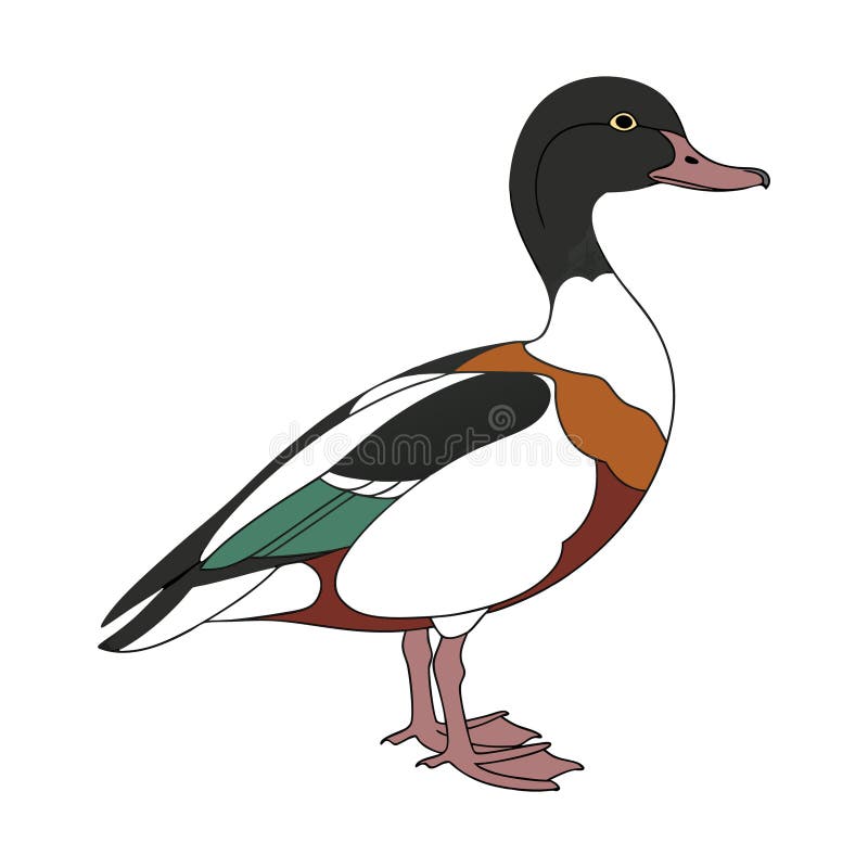 Realistic Common Shelduck Bird Illustration Stock Photo - Illustration ...