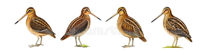 Realistic Common Snipe Bird Illustration Stock Vector - Illustration of ...