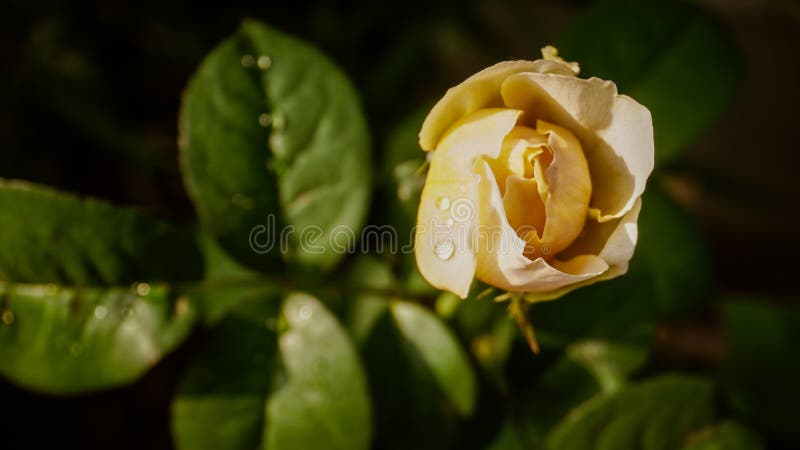 Artistic Rose in the Night Time Stock Photo - Image of lovely, isolated ...