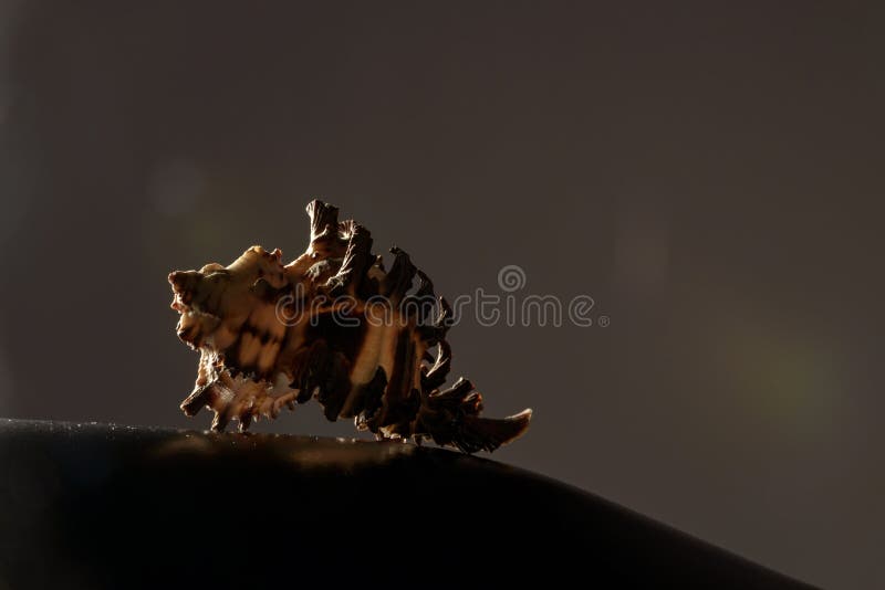 Artistic Sea Shell Photography on Dark Background Stock Photo - Image ...