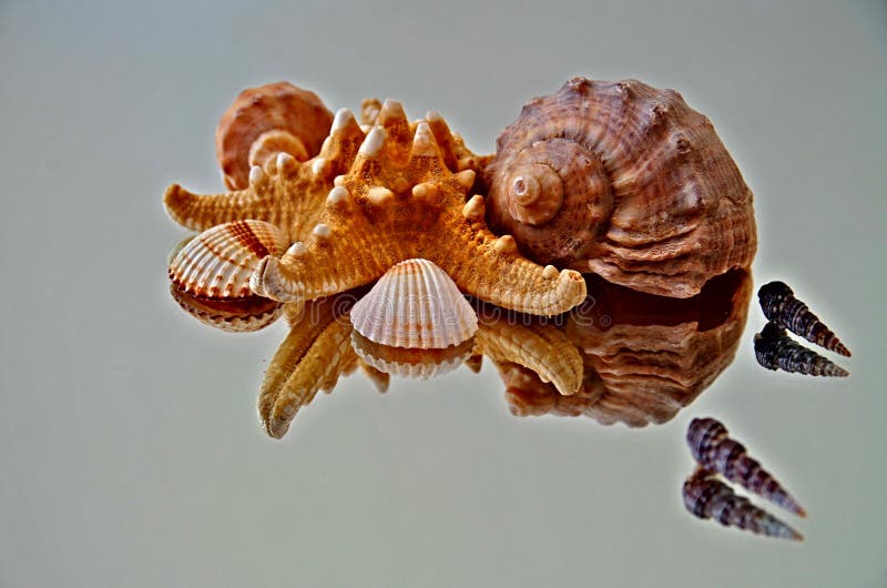 Artistic Sea Shell Reflection Stock Photo - Image of macro, coastal ...