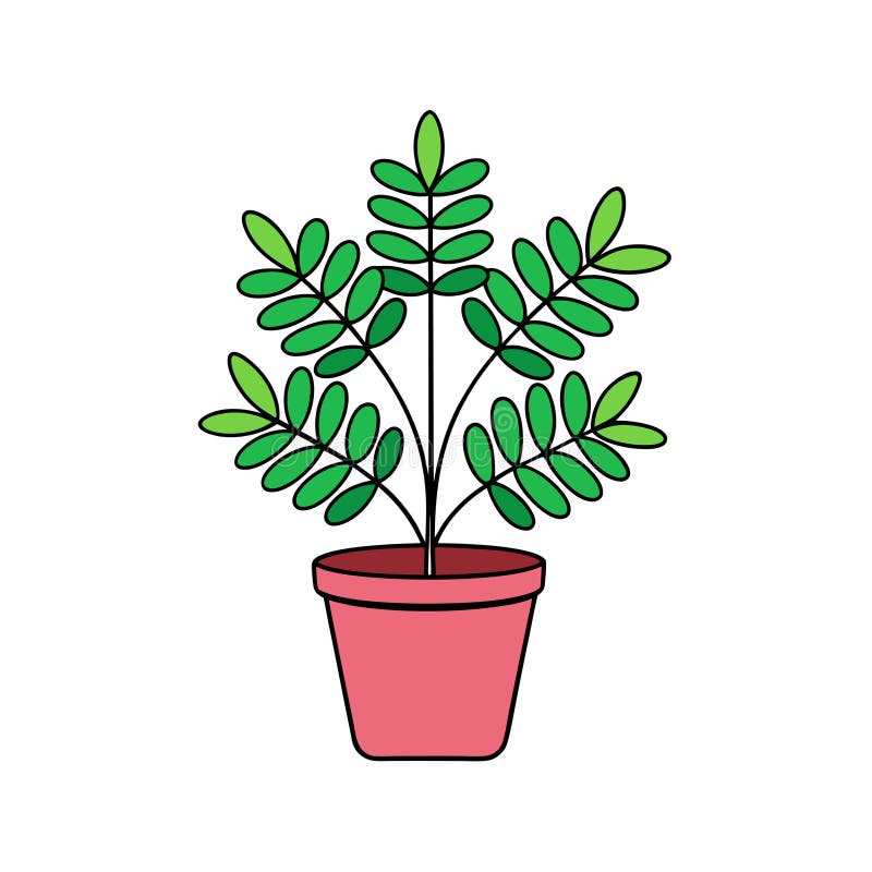 Artistic Sensitive Plant Houseplant Design Stock Photo - Image of ...