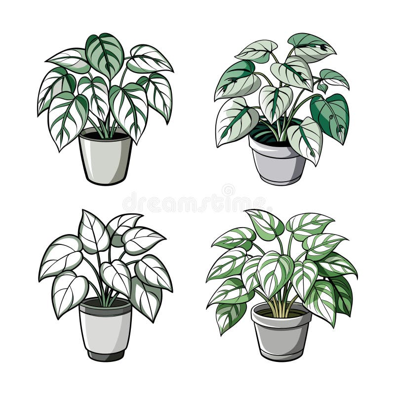 Artistic Silver Pothos Houseplant Design Stock Vector - Illustration of ...
