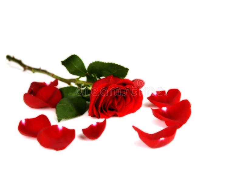 Stemmed Tose Stock Photos - Free & Royalty-Free Stock Photos from ...