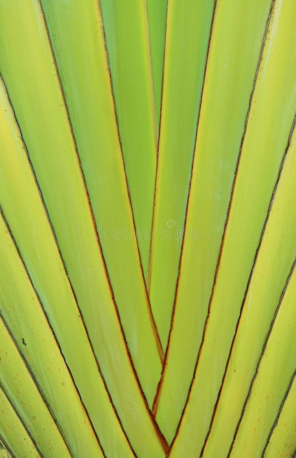 Artistic Texture of Fan Shaped Traveler S Palm Leaf Stems Stock Photo ...