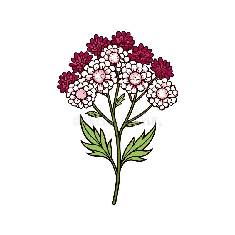 Top View Yarrow Flower Illustration with Bold Outline Stock Image ...