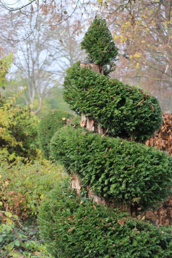 Artistic Trimmed Yew Tree in a Public Garden Stock Image - Image of ...