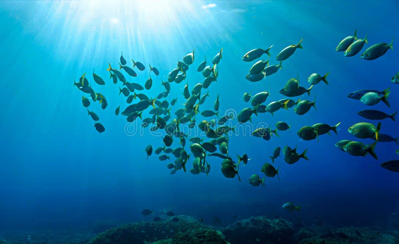 Schools of Fish in Rays of Light Stock Image - Image of shoal, marine ...