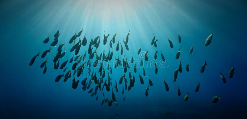 Schools of Fish in Rays of Light Stock Image - Image of interior ...