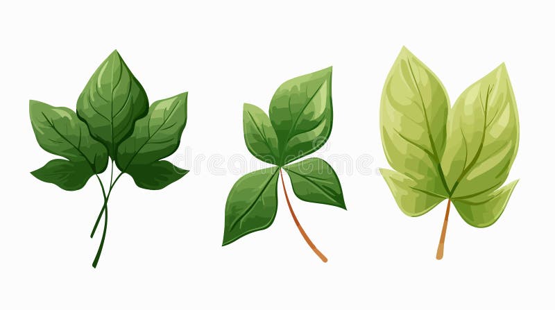Illustration of Three Leaves in a Vector Cartoon Style Stock Vector ...