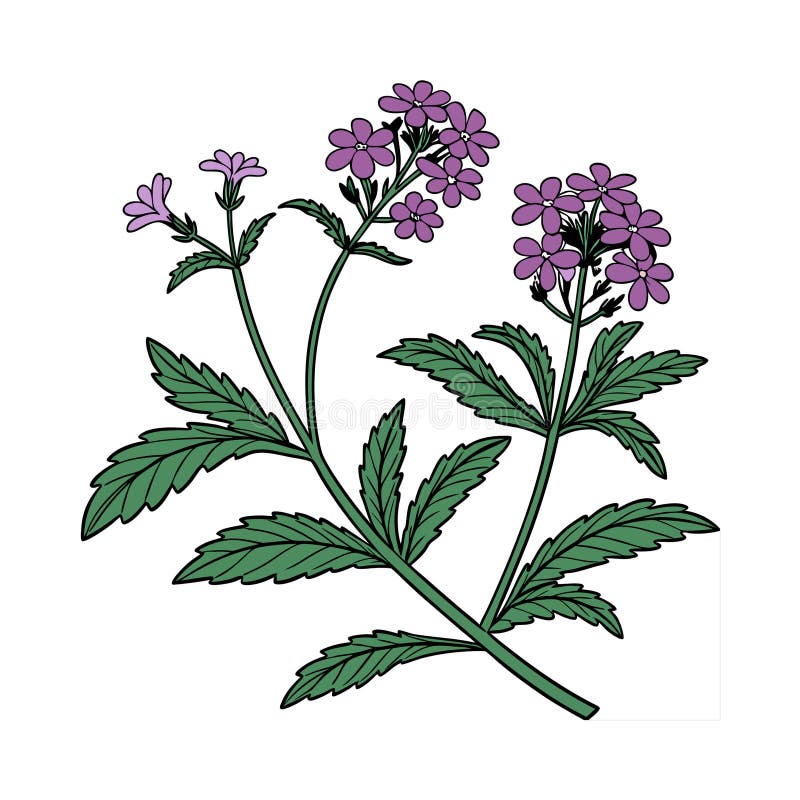 Artistic Verbena Houseplant Design Stock Image - Illustration of decor ...