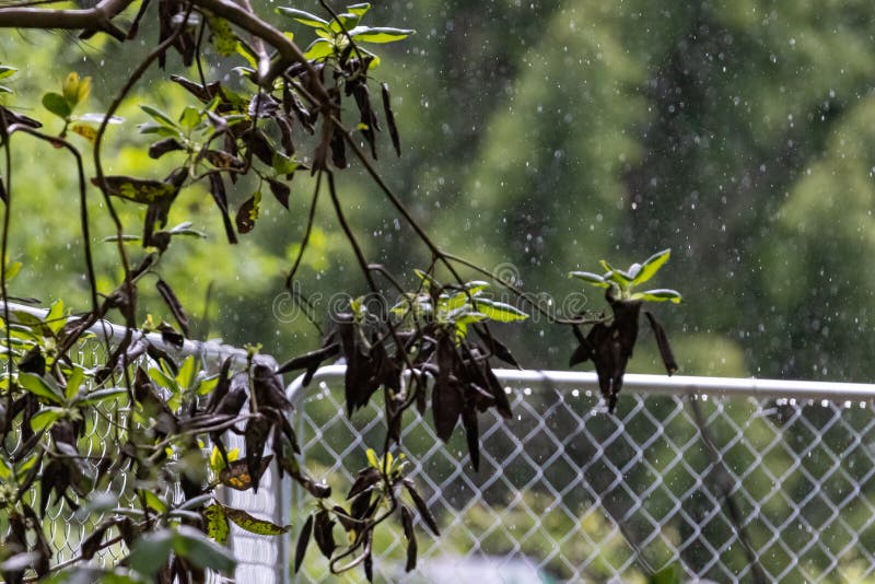 Artistically Blurred Rain Drops Falling through Trees Stock Image ...
