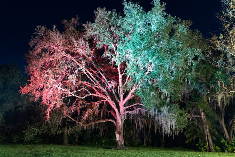 Artistically Illuminating and Lighting Trees in Landscape Stock Photo ...
