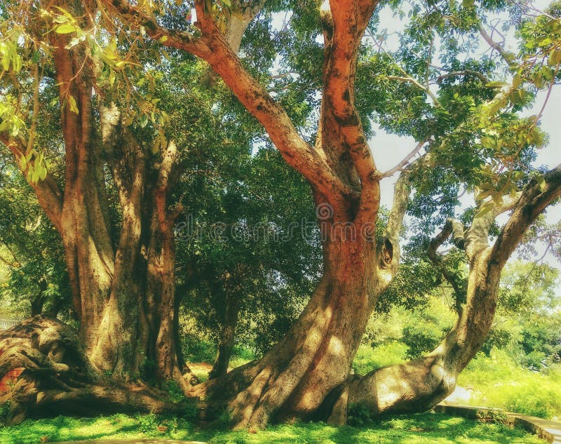 An Artistically Looking Stems of Old Tree Stock Image - Image of forest ...