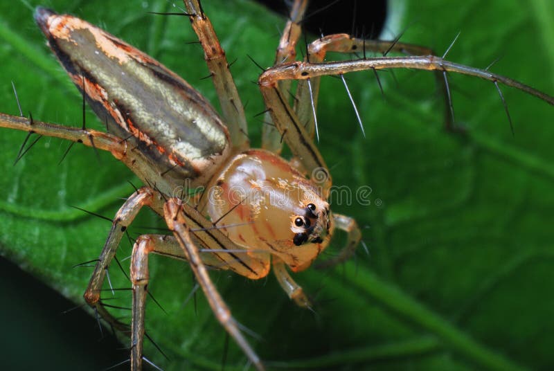 Giftige Rode Spin stock afbeelding. Image of nave, ecuador - 234321