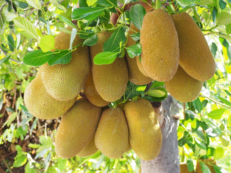 Jet Fruit Artocarpus Heterophyllus Stock Photo - Image of jack, exotic ...