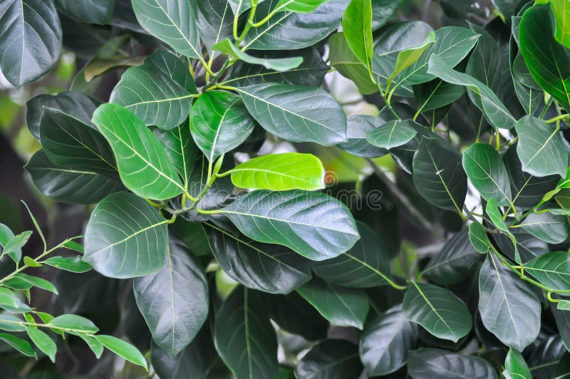 Artocarpus Heterophyllus Lam, a Heterophylla or Jackfruit or Jackfruit ...