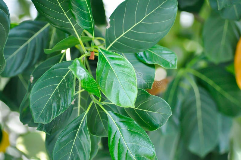 Artocarpus Heterophyllus Lam, a Heterophylla or Jackfruit or Jackfruit ...