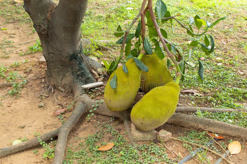 Artocarpus Heterophyllus on Tree Stock Photo - Image of garden, leaf ...