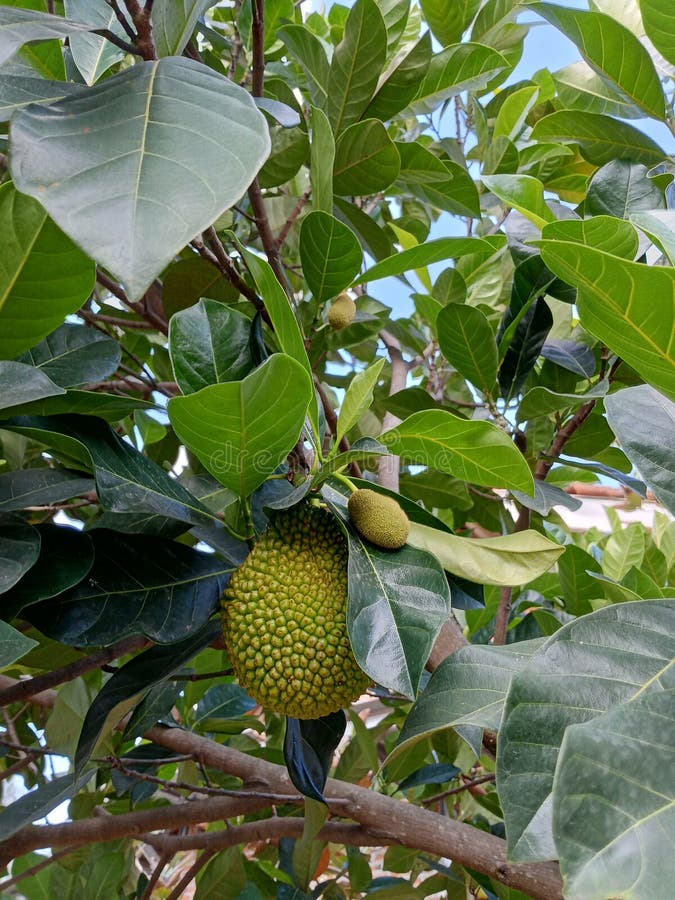 Artocarpus Heterophyllus. Unripe Jackfruit Hanging on Jack Tree Stock ...