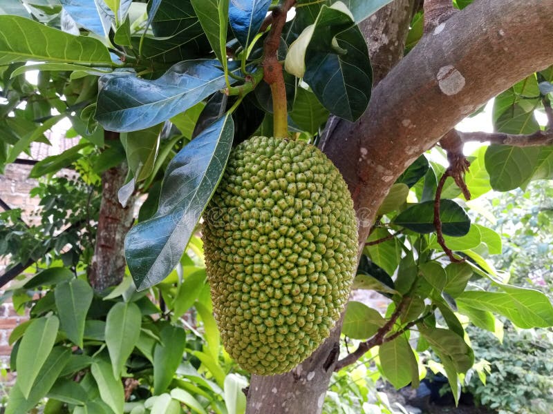 Artocarpus Heterophyllus. Unripe Jackfruit Hanging on Jack Tree Stock ...